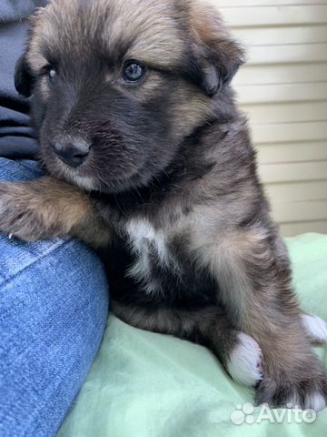 Невероятно мохнатая щенок-девочка 1.5 мес