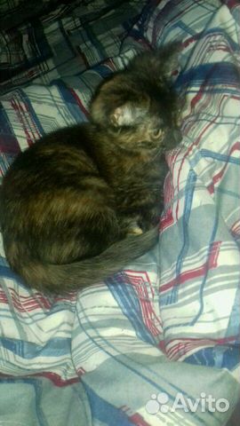 Котёнок девочка