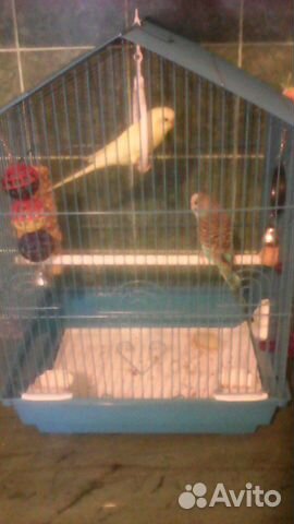 Пара волнистых попугаев