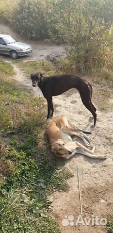 Две гончие собаки