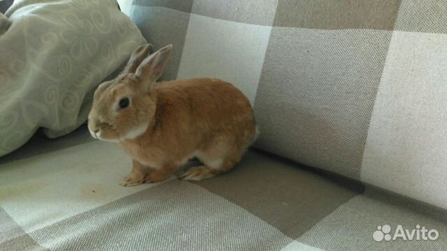 Кролик, мальчик, 6 лет