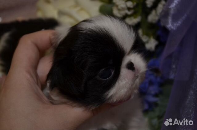 Японский хин