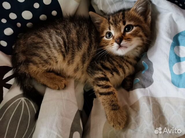 Котодевочка