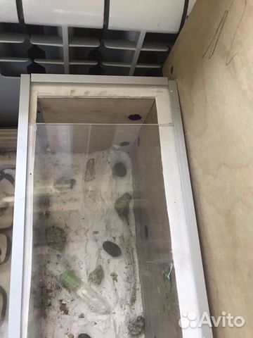 Формикарий с муравьями «Жнецы»