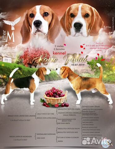 Щенки бигля