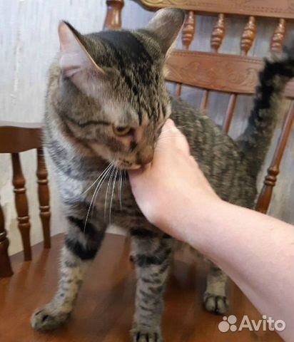 Котик ласкуша и обнимашка