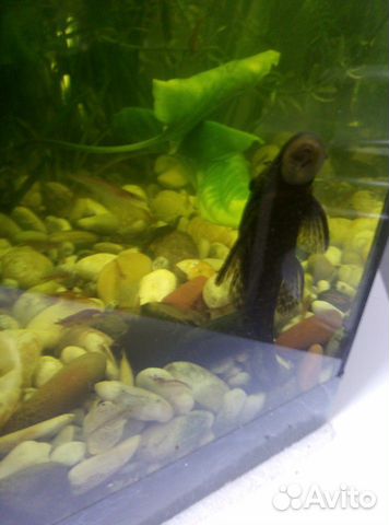 Сом анцитрус