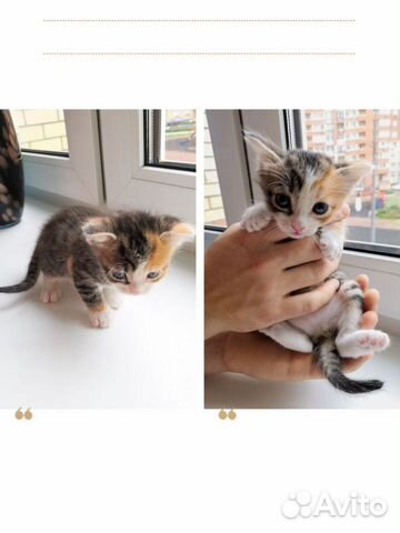 Котята в доьрве руки