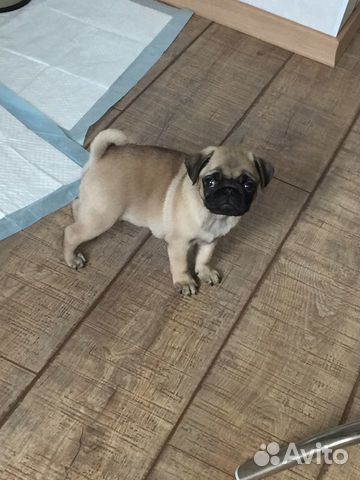 Продаётся Мопс