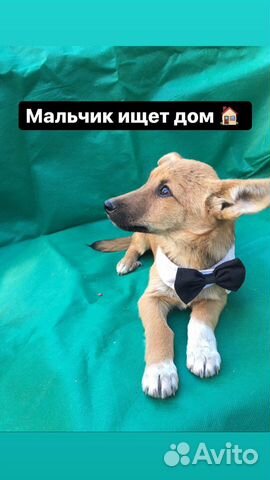 Щенок