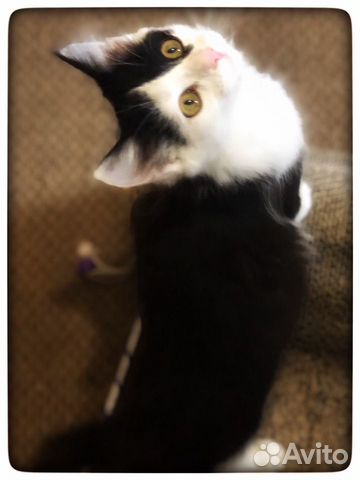 Котёночек мальчик 3 мес в добрые руки