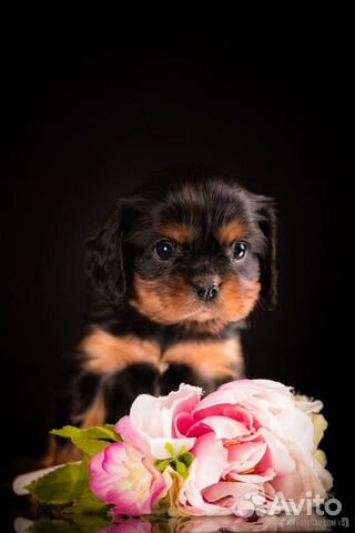 Продается щенок Кавалер Кинг Чарльз спаниель