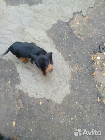 Продаются щенки таксы привиты и проглистованы