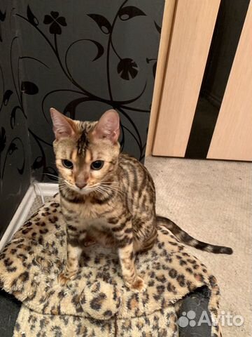 Кошка Бенгал ищет партнера