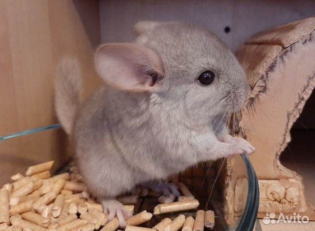 Шиншилла Гетеробежевая Мальчик