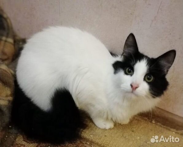 Маркиза 6 мес в добрые руки