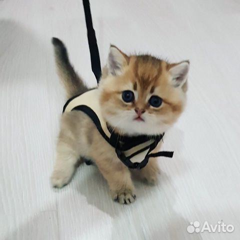 Шотландские котята