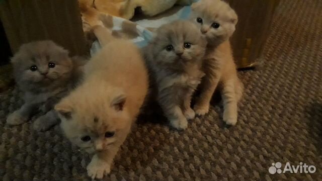 Котята британцы 3 вислоухих 1 с обычными ушками