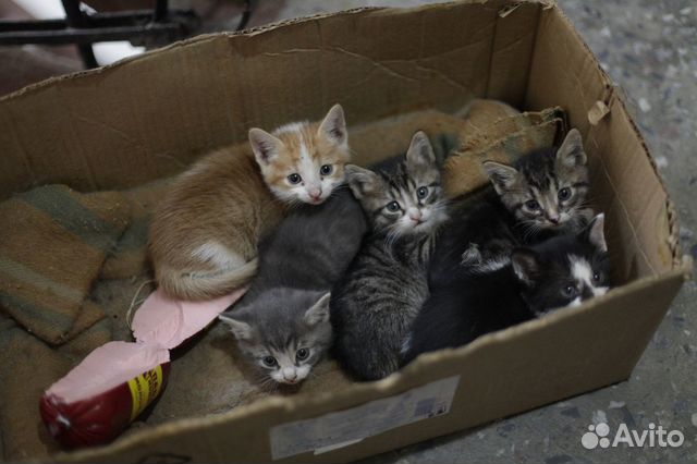 Мылыши на помойке