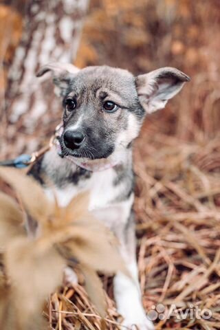Щенок (девочка, 3.5 месяца) в дар