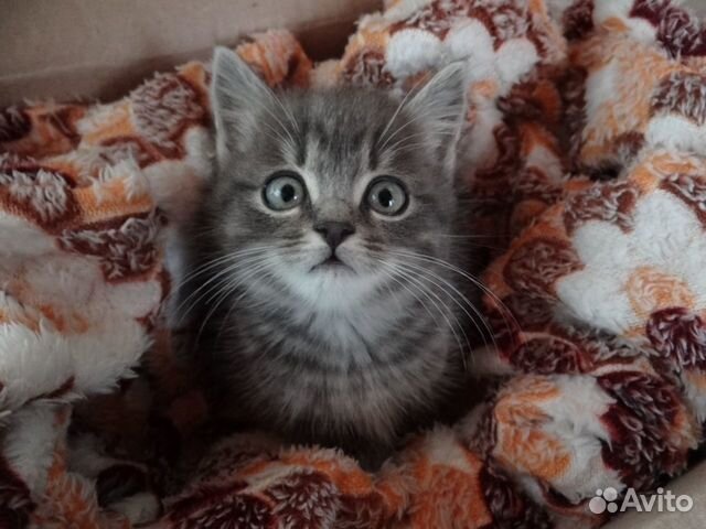 Отдам дымчато-серого котенка в добрые руки