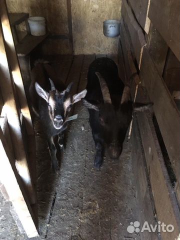 Камерунская коза