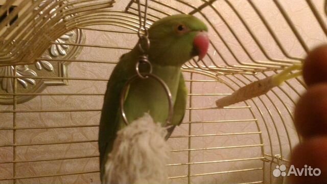 Ожереловый попугай