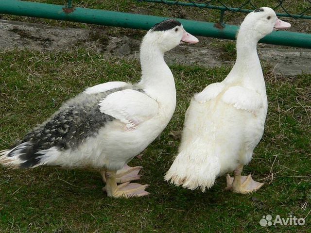 Продаю уток