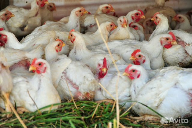 Куры бройлер (халял)