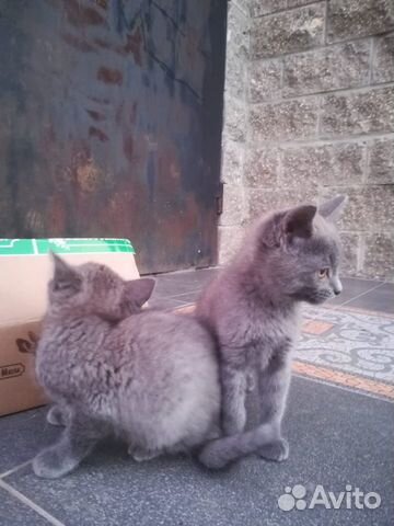 Милые маленькие котята