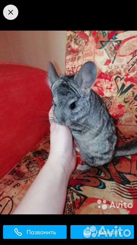 Шиншилла