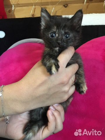 В добрые руки