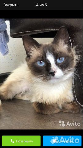 Котик отказник