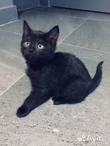 Багира ищет дом