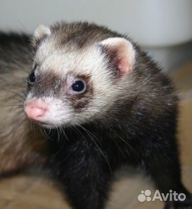 Отдам Хорька с клеткой Даром