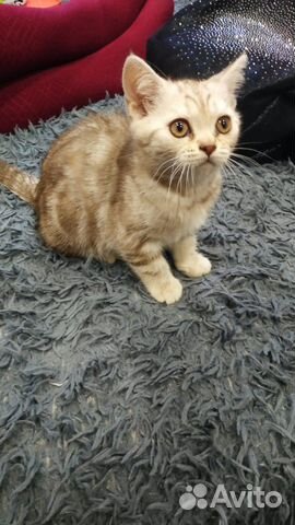 Котенок (девочка) Шотландка