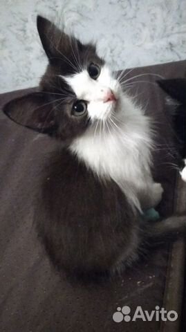 Двое котят в добрые ручки