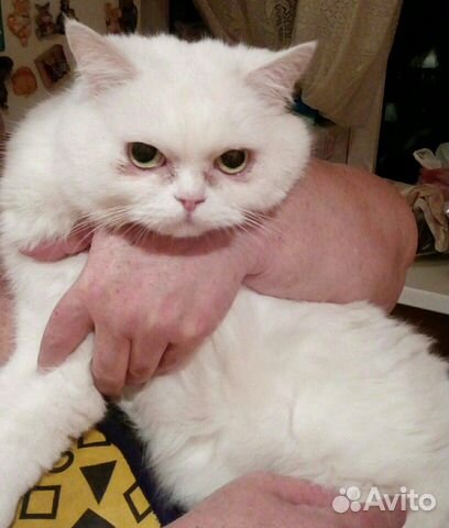 Кошка Леди Бьянка ищет дом