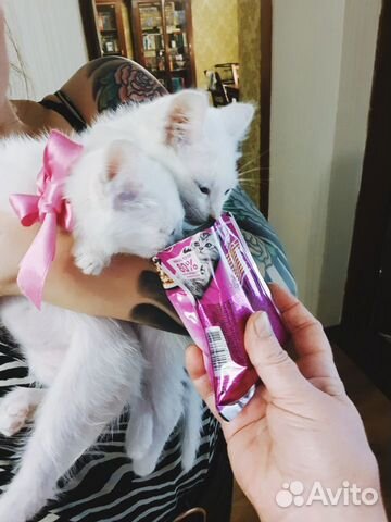 Котята белоснежные
