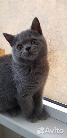 Шотланский и экзотический котенок Шери