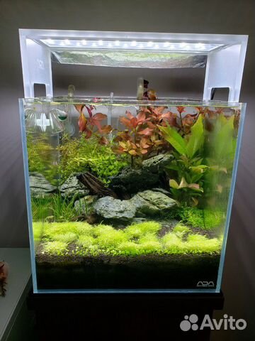 Аквариум ada