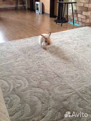 Кролик ищет крольчиху