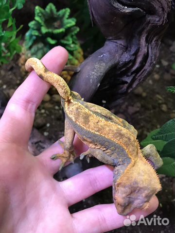 Реснитчатый бананоед (rhacodactylus ciliatus)
