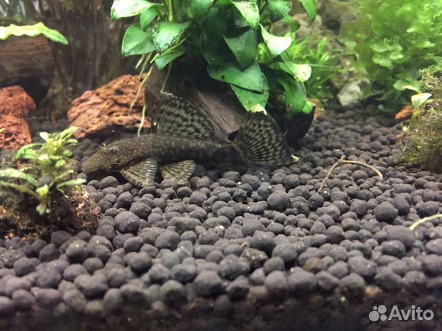 Продам сомика