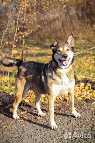 Альма ищет дом