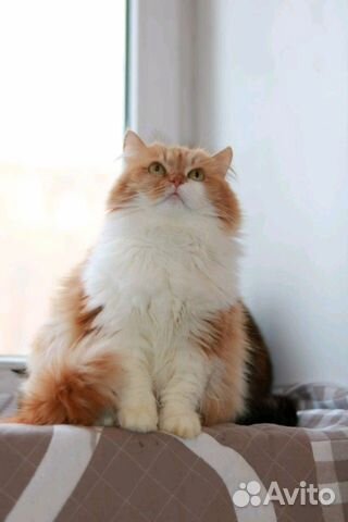 Переменчивая Лина