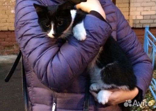 Молодой кот, котенок