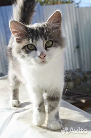 Шикарный пушистый котенок в добрые руки