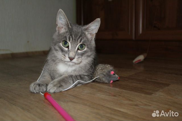 Чудесный котик