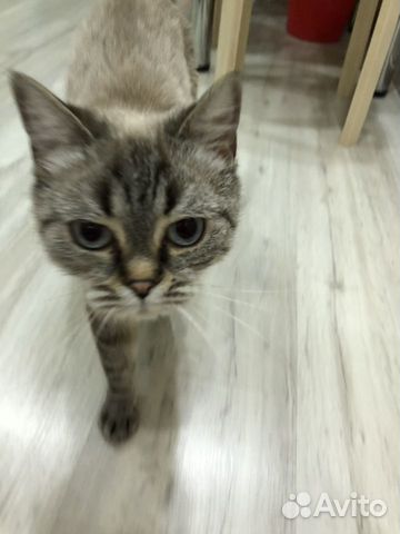 Кошка ищет хозяина
